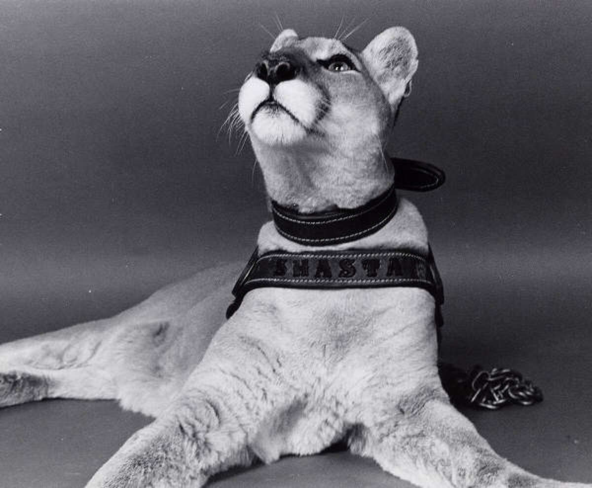 Once an orphan, UH mascot Shasta VI is ready to party