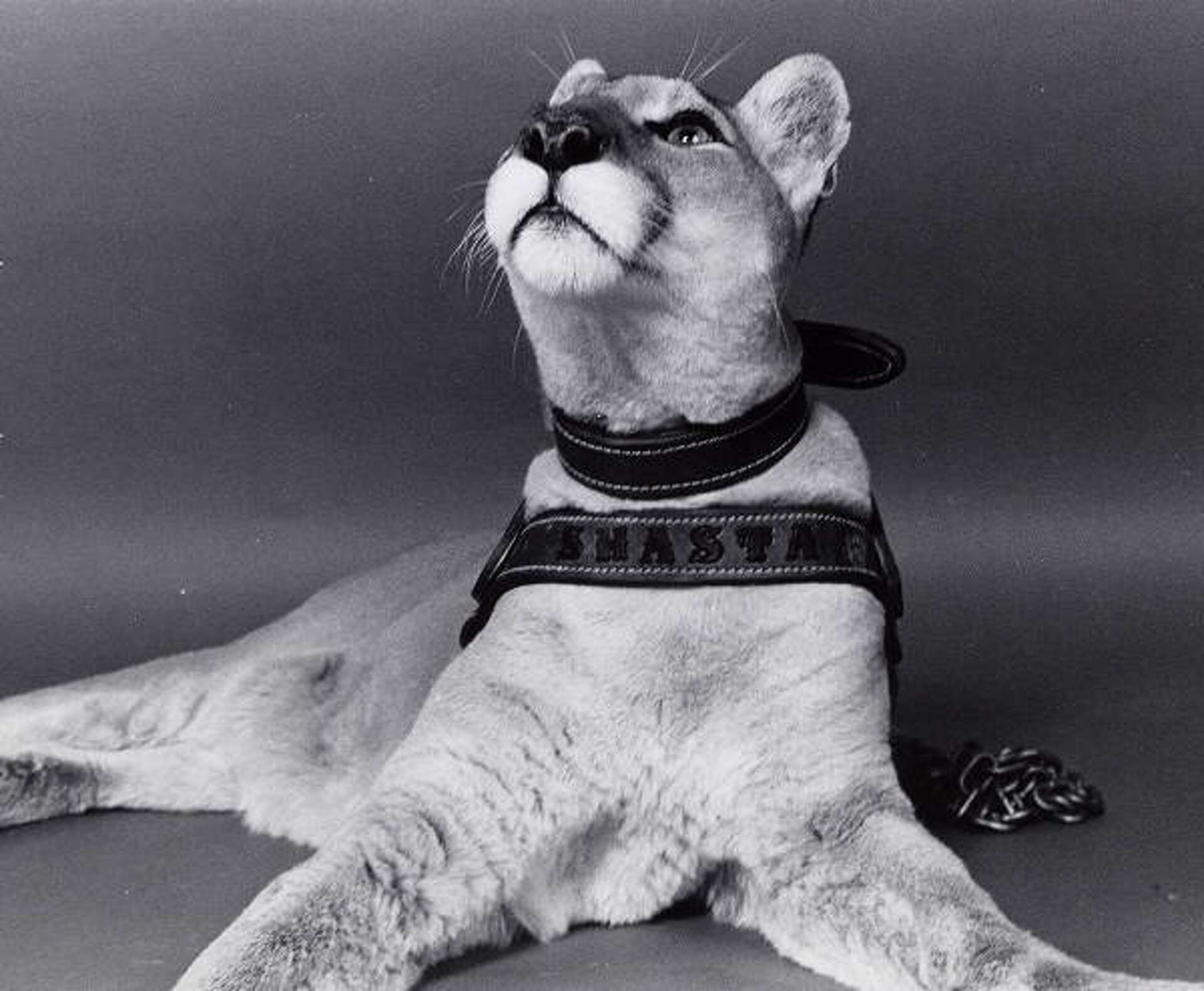 Once an orphan, UH mascot Shasta VI is ready to party