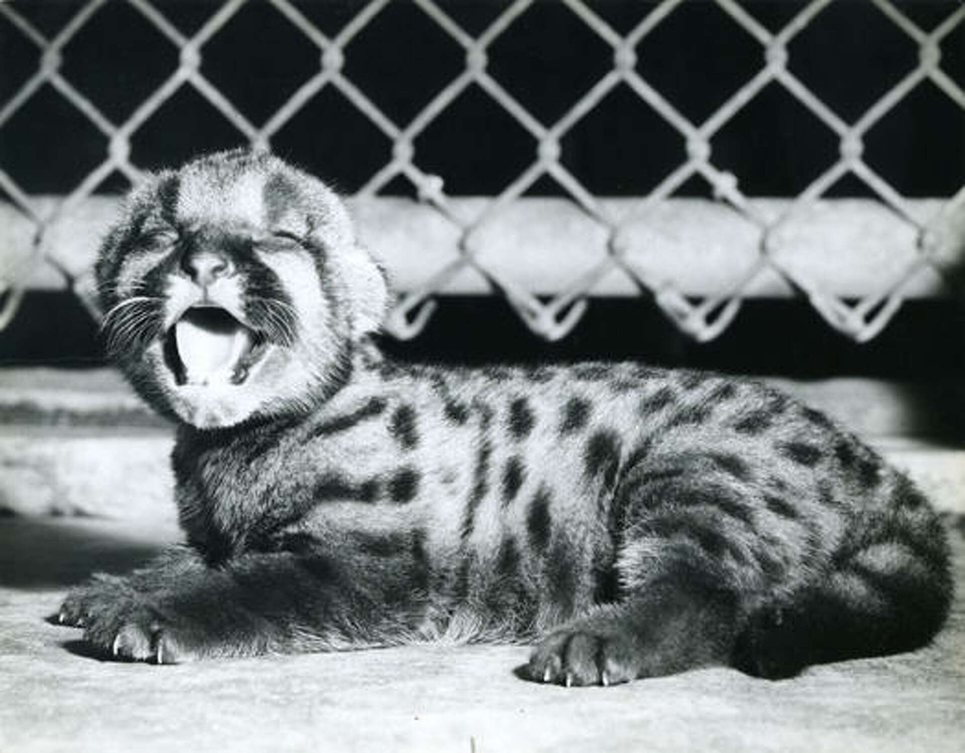 Once an orphan, UH mascot Shasta VI is ready to party