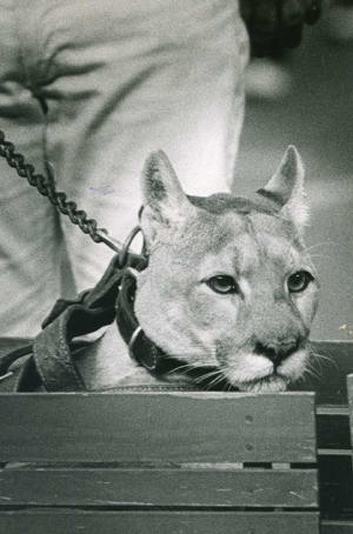 Once an orphan, UH mascot Shasta VI is ready to party