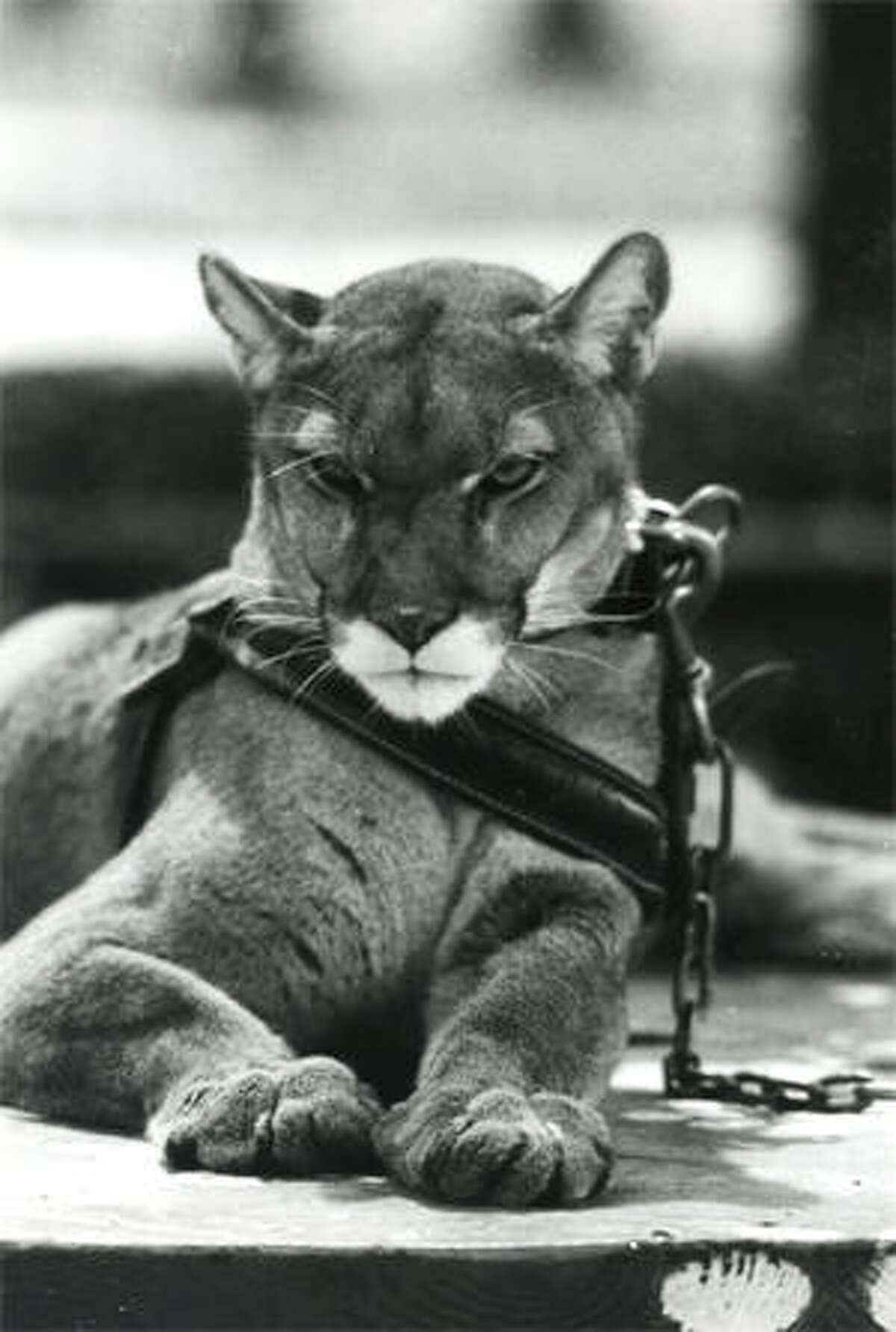 Once an orphan, UH mascot Shasta VI is ready to party