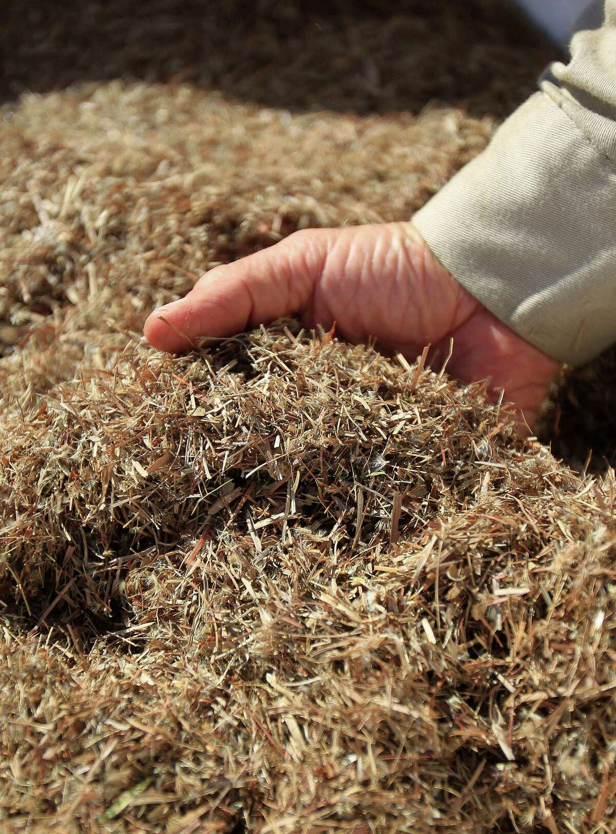 First seeds planted in bid to restore battlefield vegetation