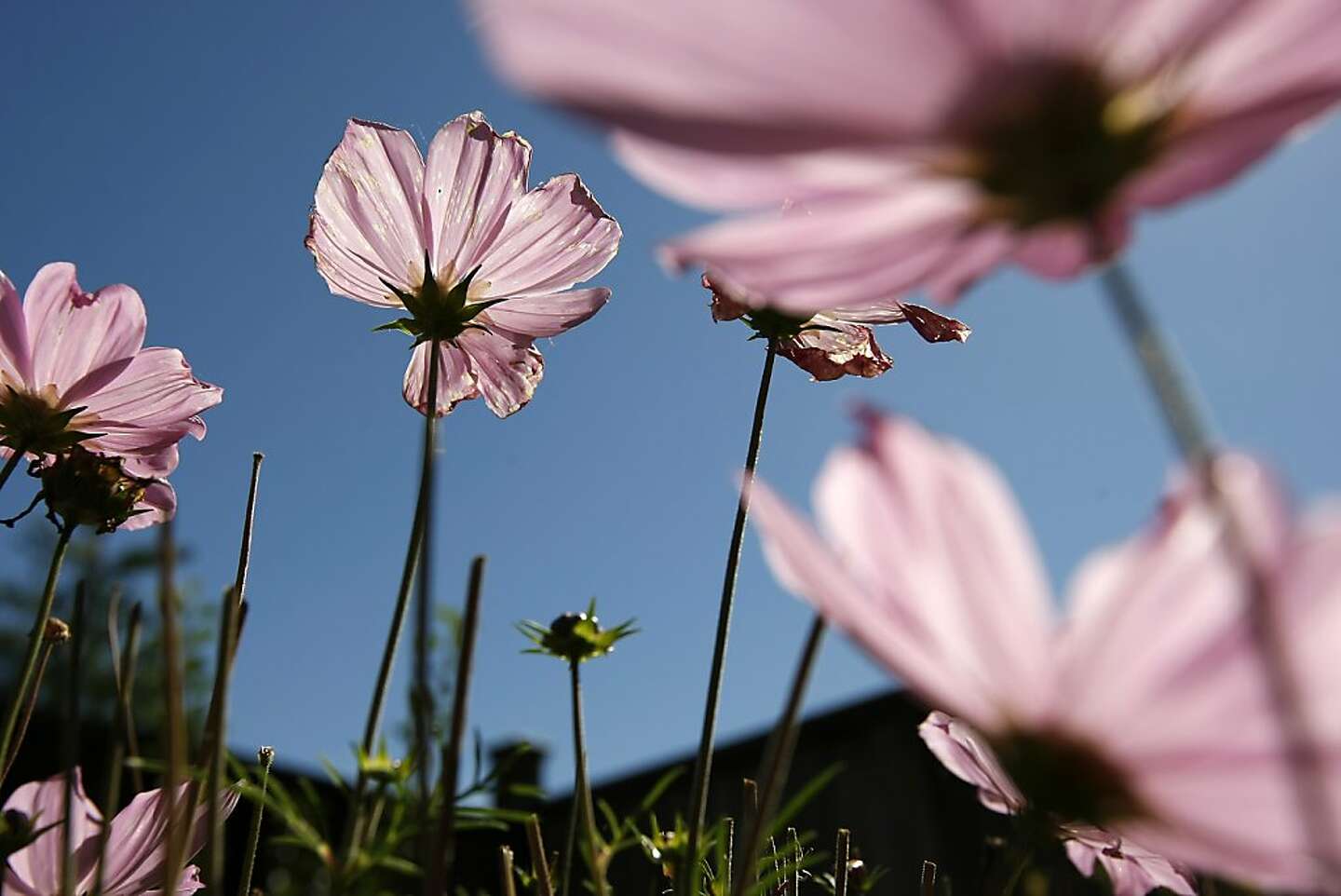 Portola tour lets residents show off gardens
