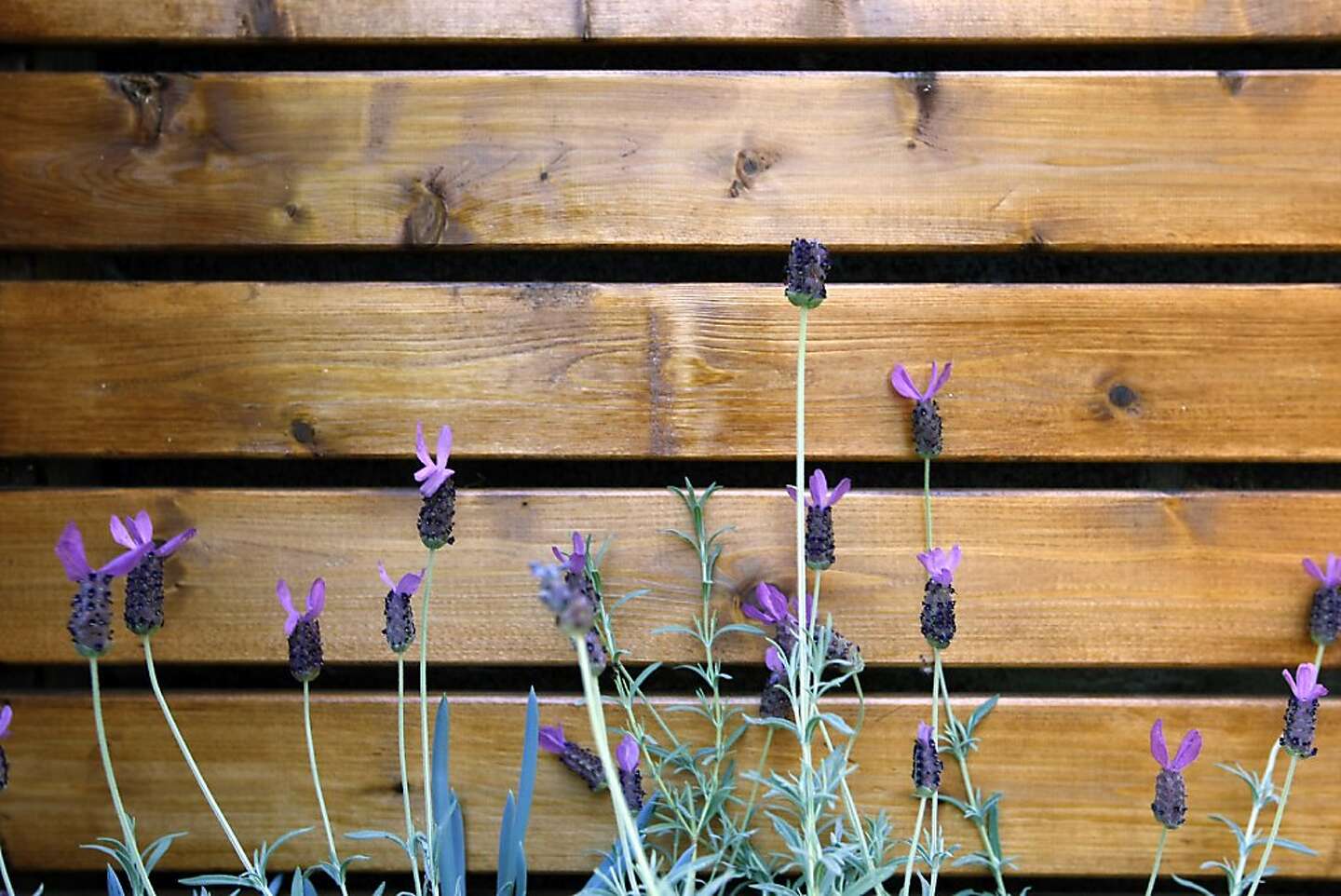 Portola tour lets residents show off gardens