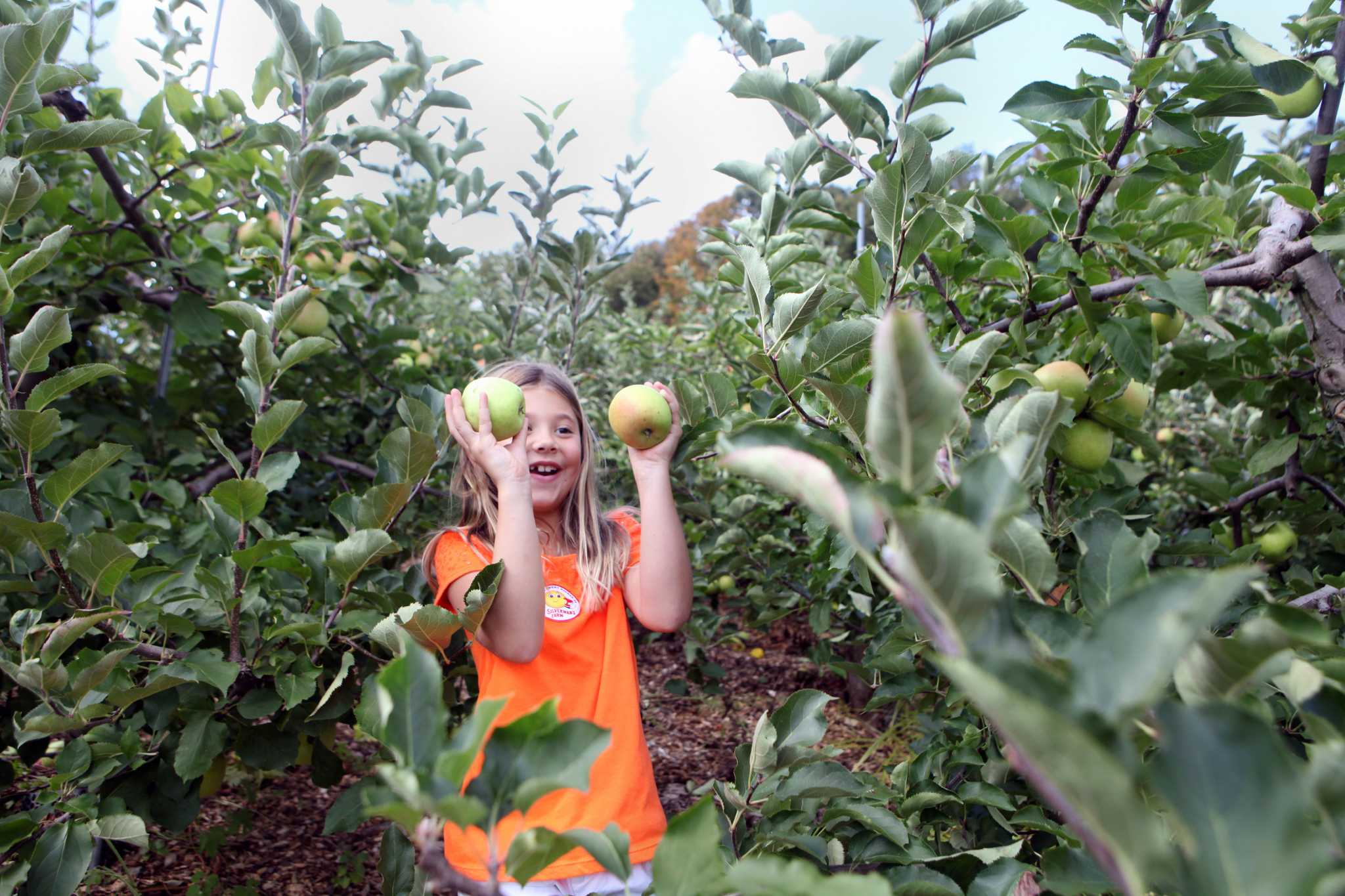 Boom harvest for Connecticut apple orchards