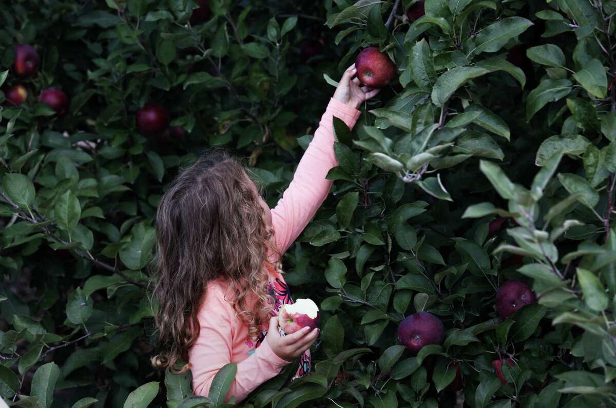 Boom harvest for Connecticut apple orchards