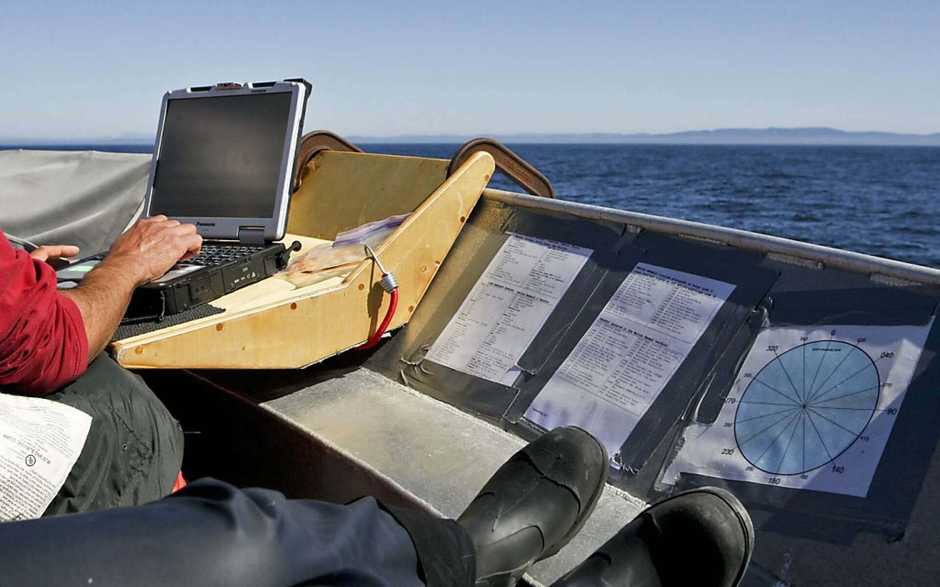 Whale Spotter app to help curb strikes by ships