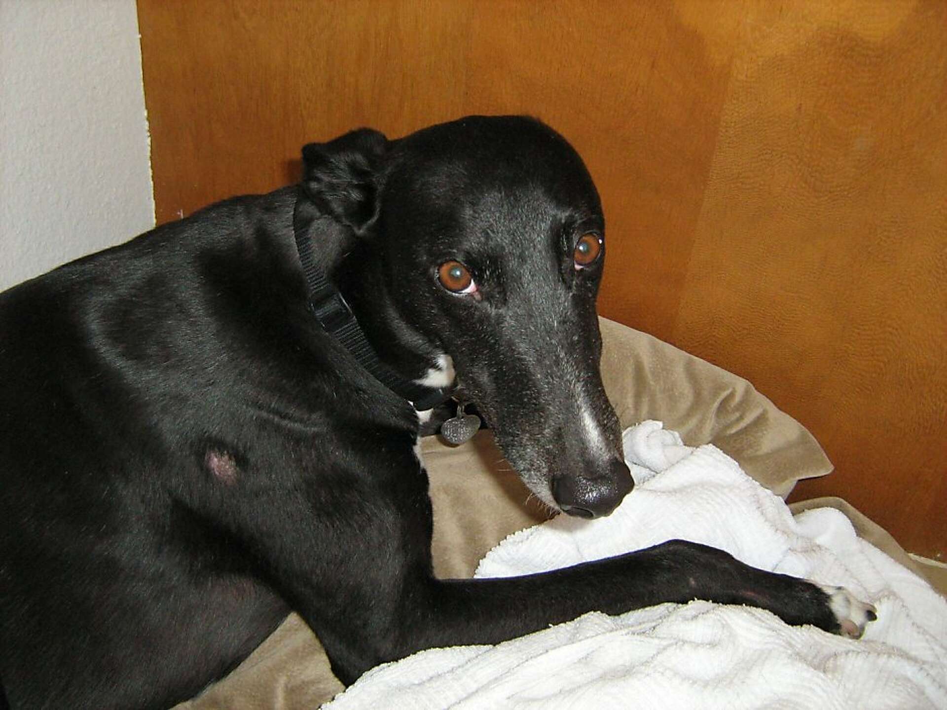 Friendly greyhound becomes a hero