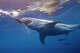 'Great White Shark' opens at Maritime Aquarium at Norwalk