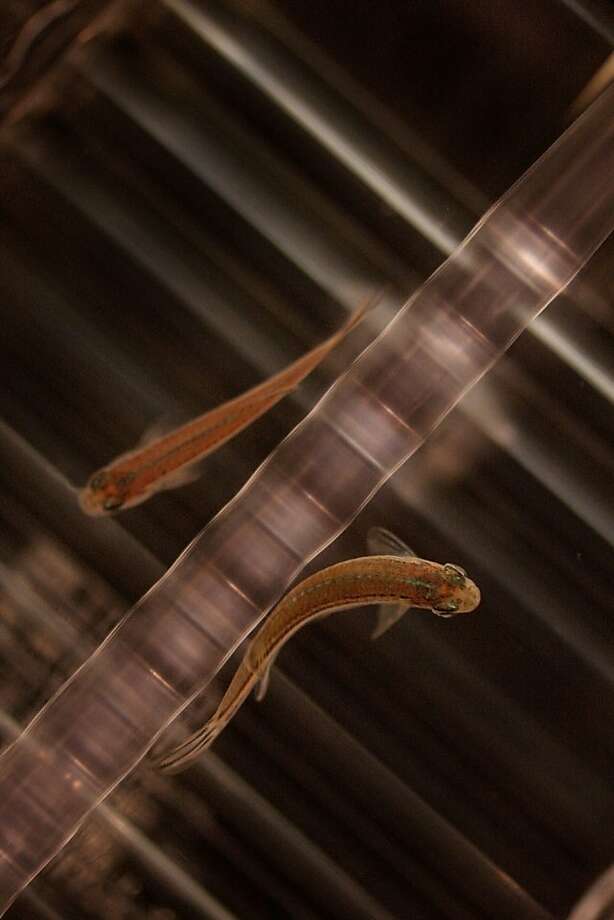 Zebrafish in the swim as research animals - SFGate