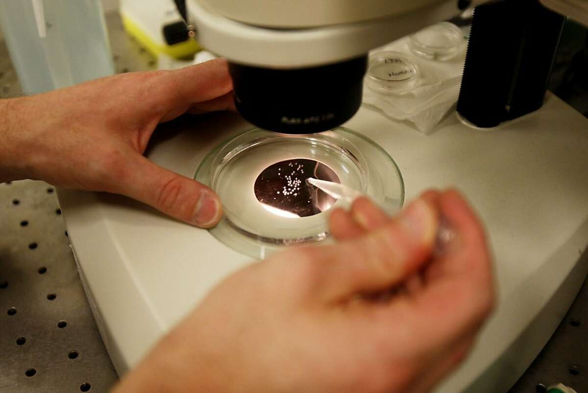 Zebrafish in the swim as research animals