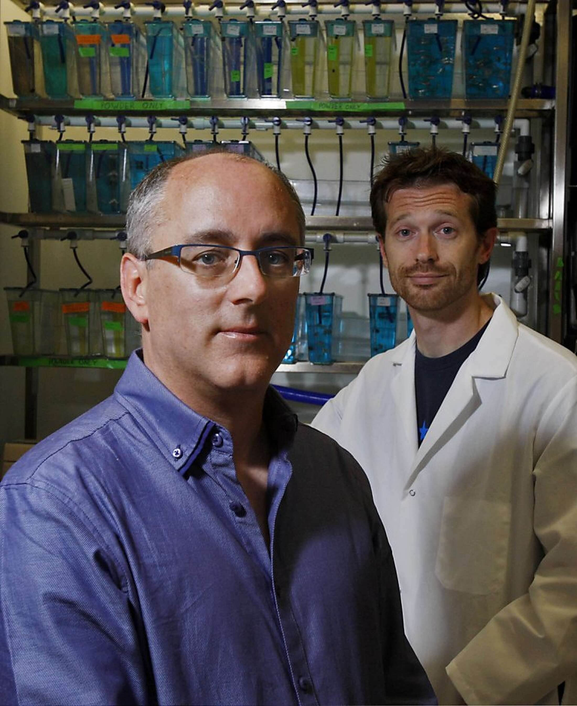 Zebrafish in the swim as research animals