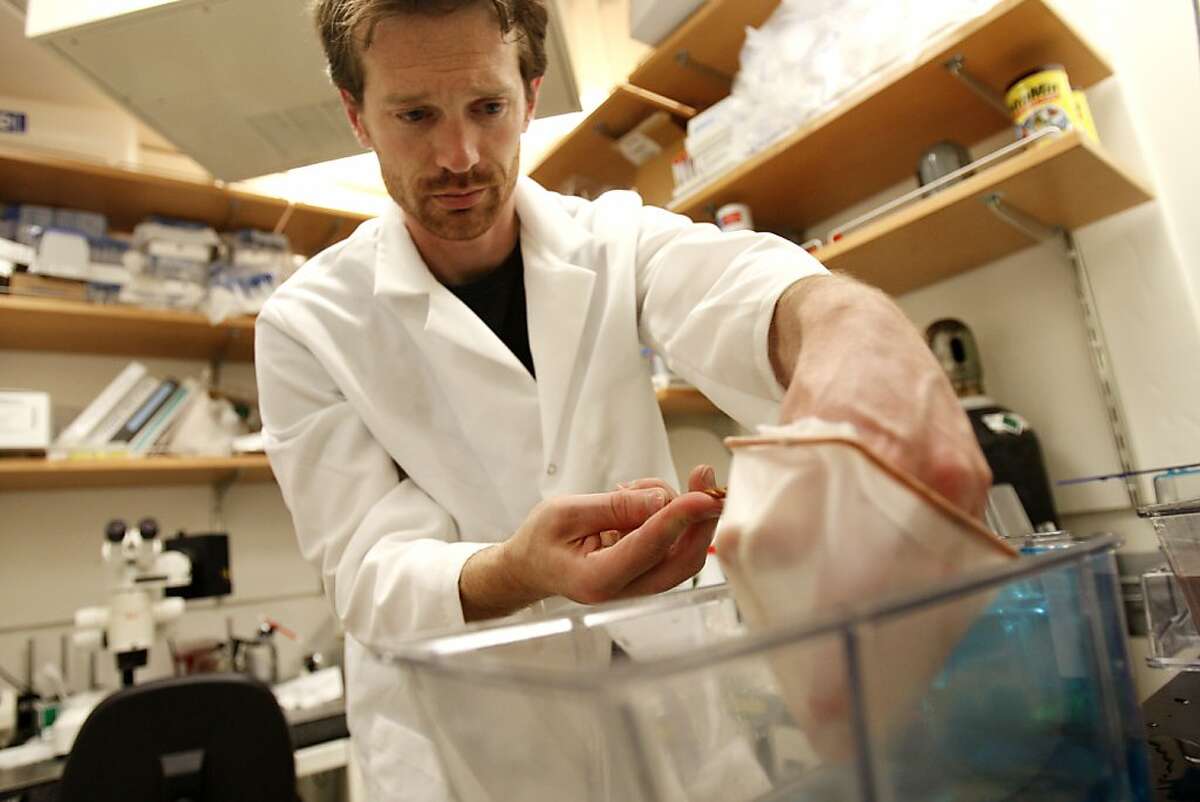 Zebrafish in the swim as research animals