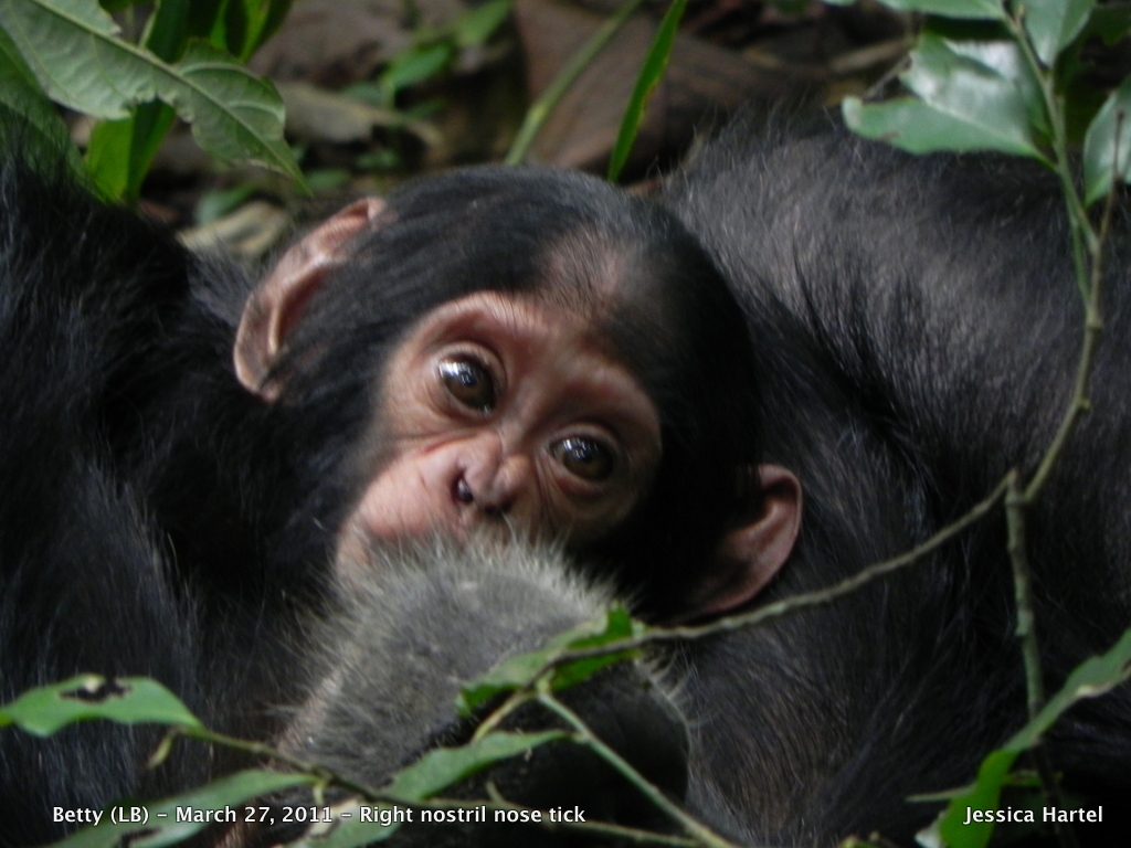 Newly discovered chimpanzee 'nostril tick' worries researchers