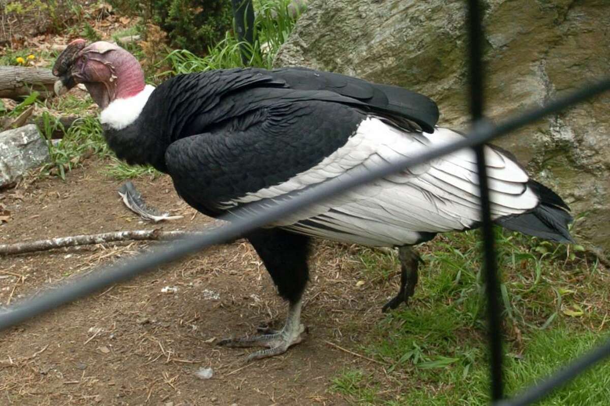 Beardsley Zoo's Andean condor, world's oldest, dead at 80