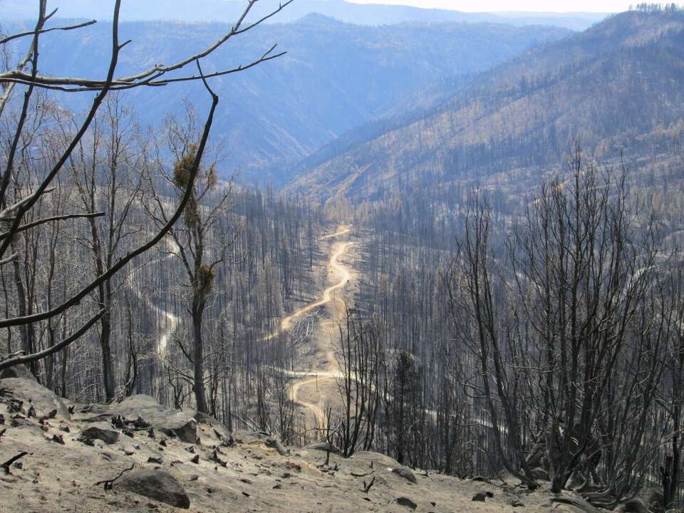Revival already under way in Rim Fire burn zone