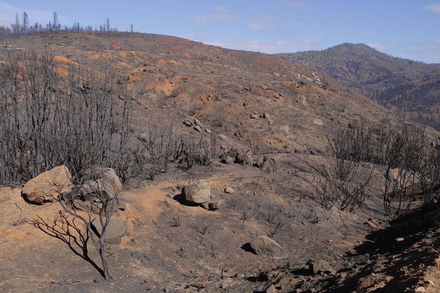 Revival already under way in Rim Fire burn zone