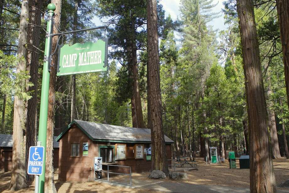 Revival already under way in Rim Fire burn zone - SFGate