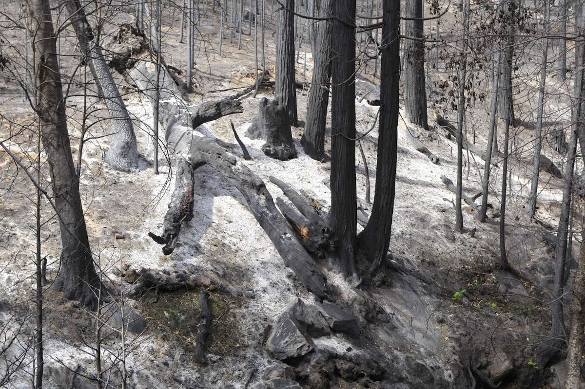 Revival already under way in Rim Fire burn zone