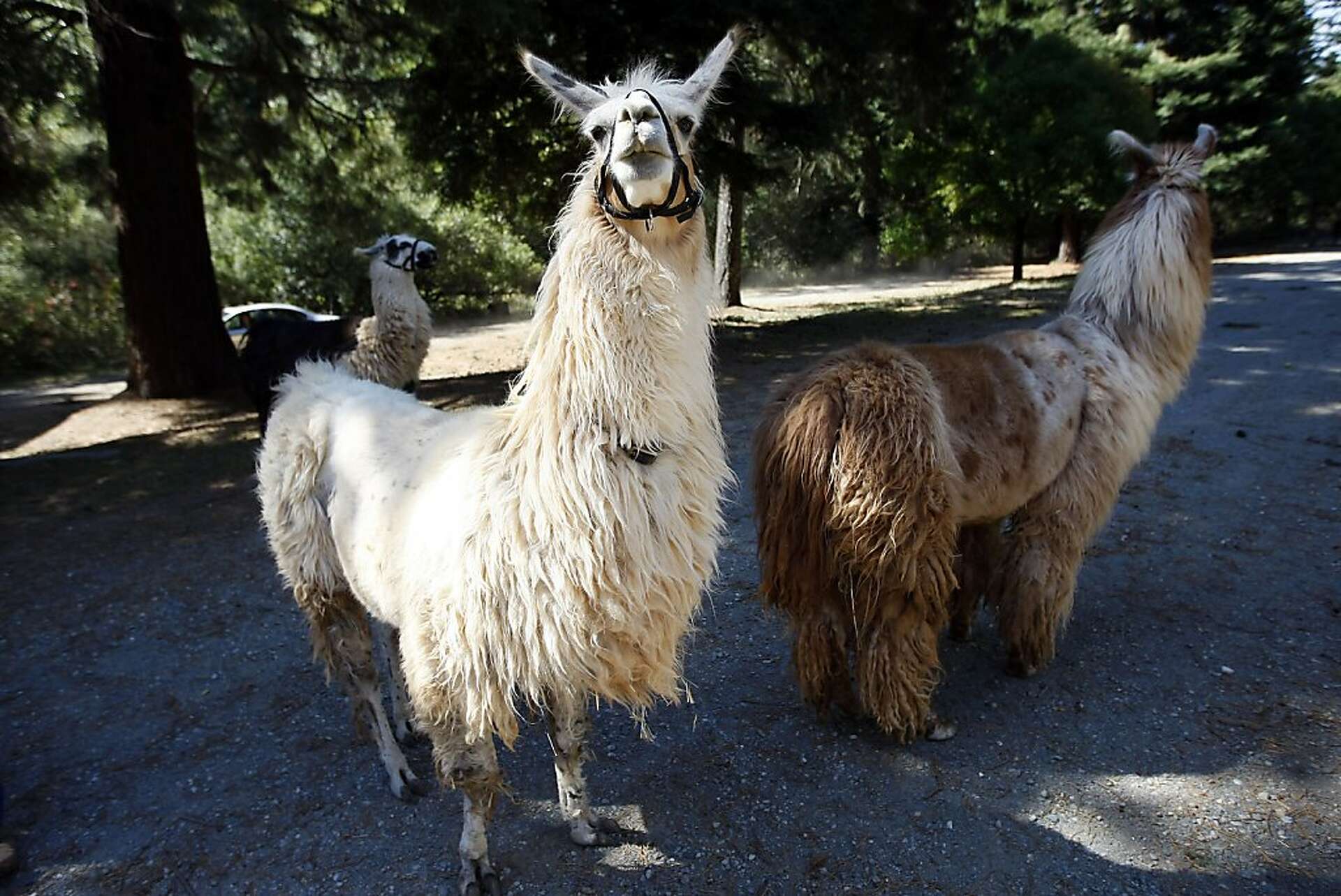 Spreading the love of llamas, from parks to Peru