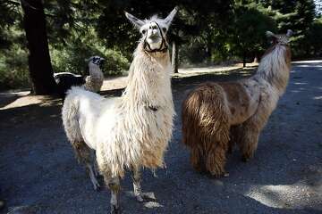 Spreading the love of llamas, from parks to Peru