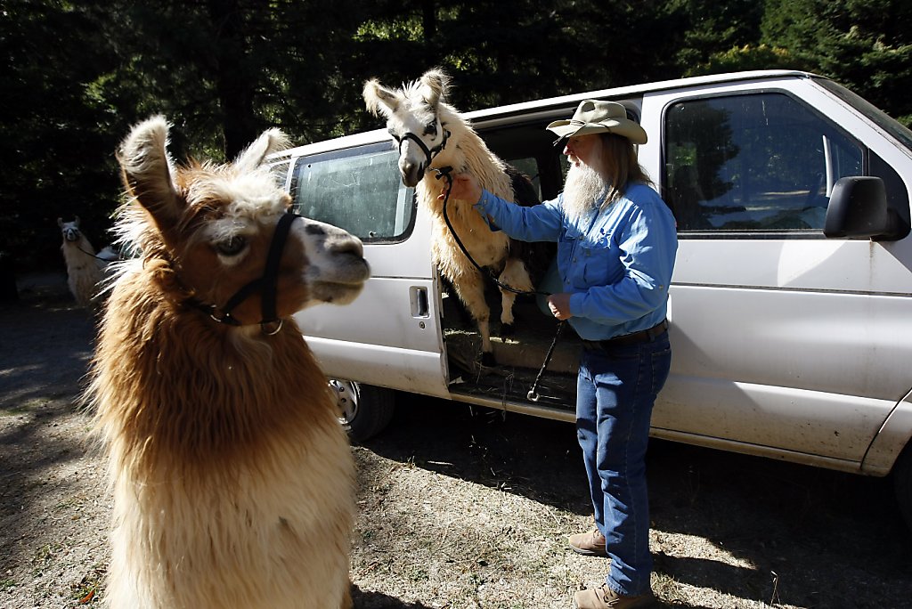 Spreading the love of llamas, from parks to Peru