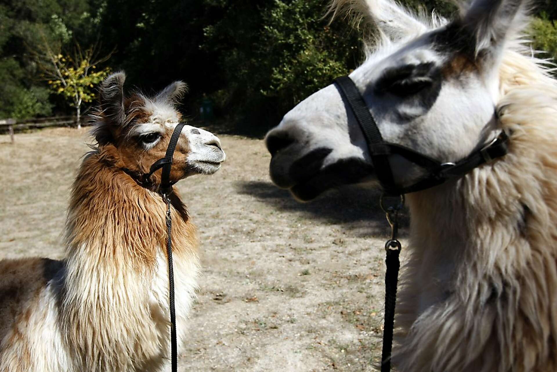 Spreading the love of llamas, from parks to Peru