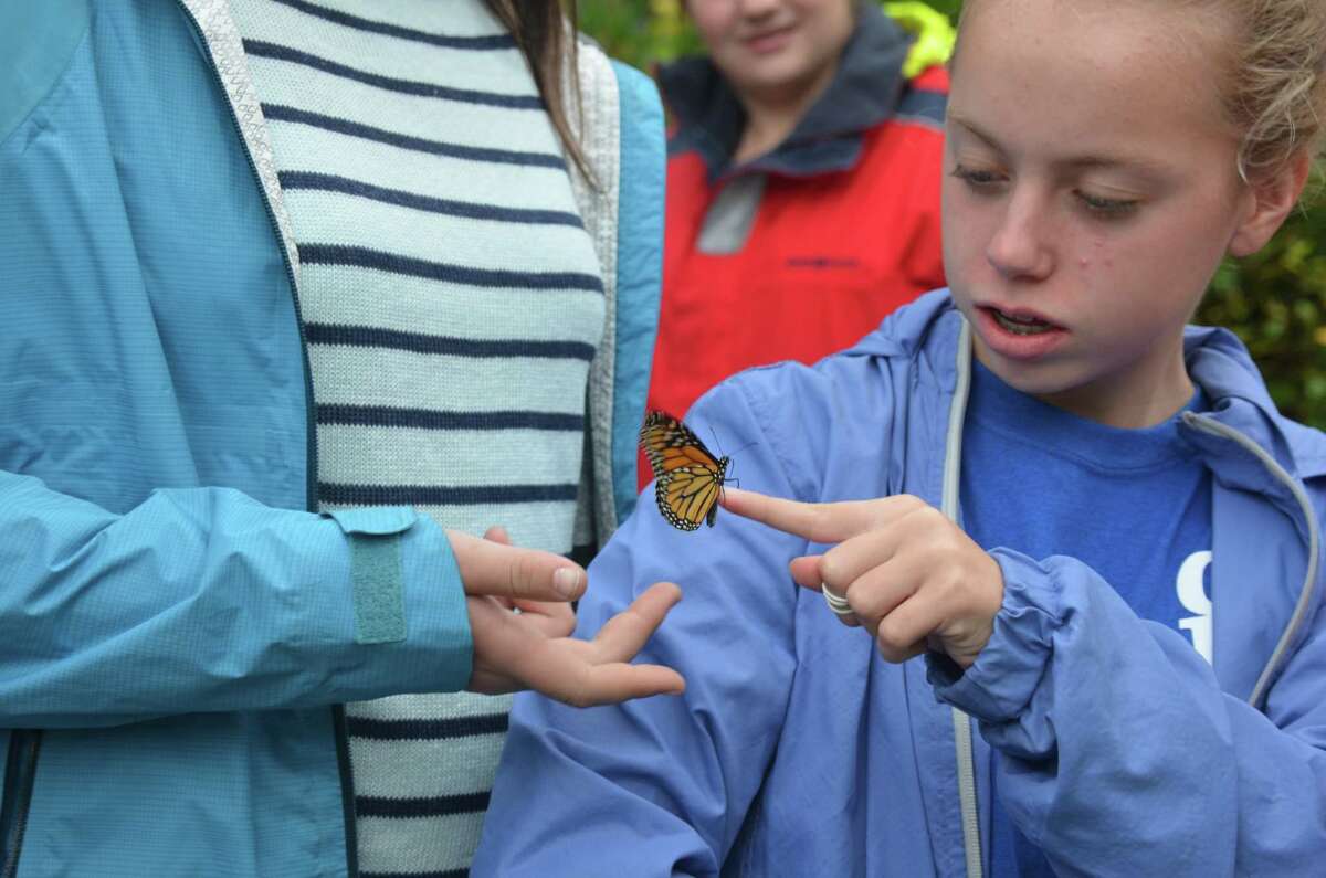 Butterfly release raises awareness for domestic violence