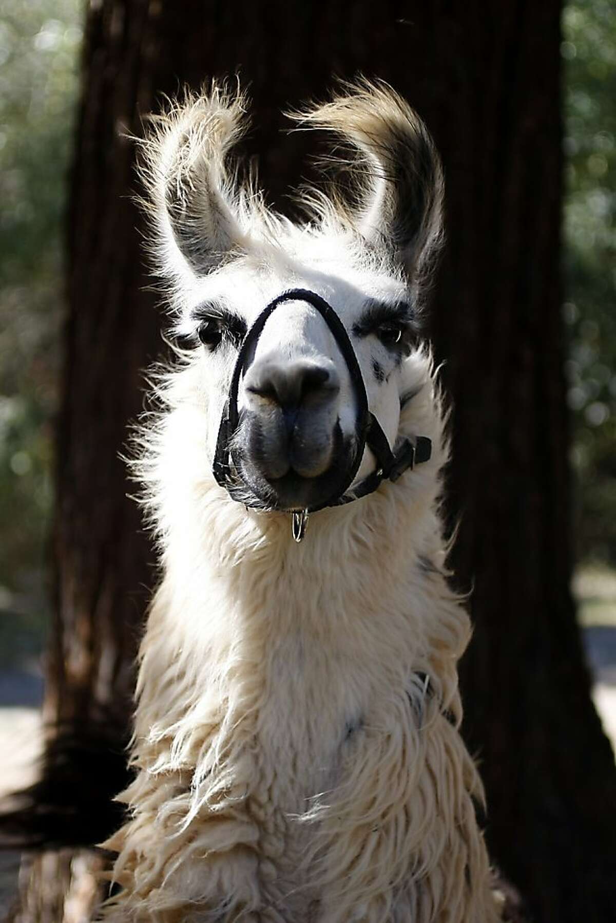 Spreading the love of llamas, from parks to Peru