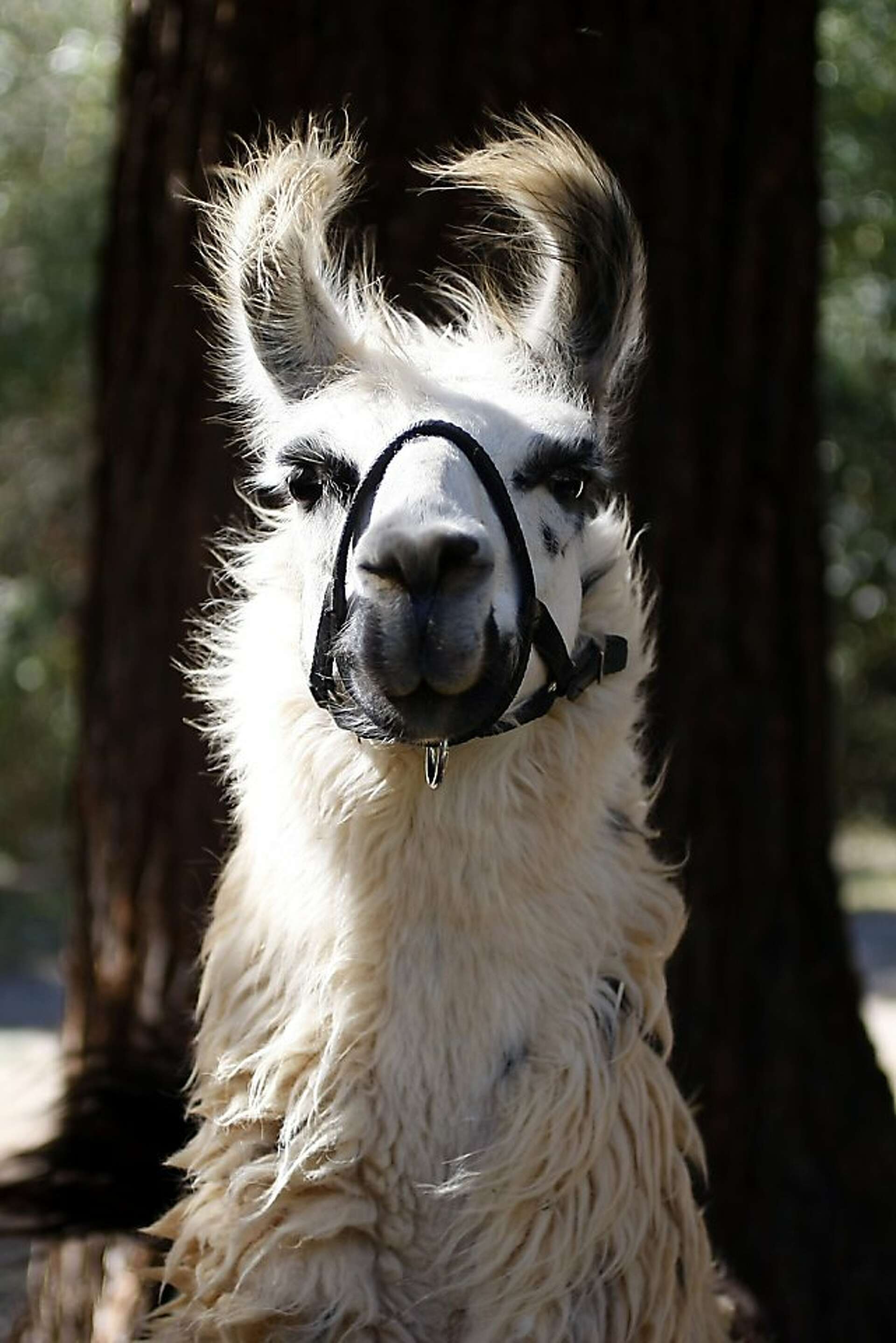 Spreading the love of llamas, from parks to Peru