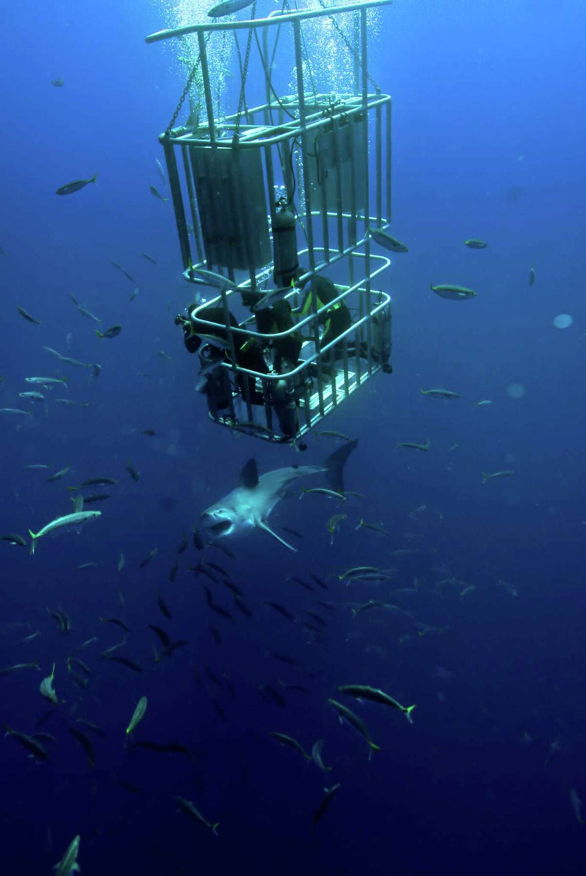 At Norwalk IMAX dispelling the horror movie myth of 'Jaws'