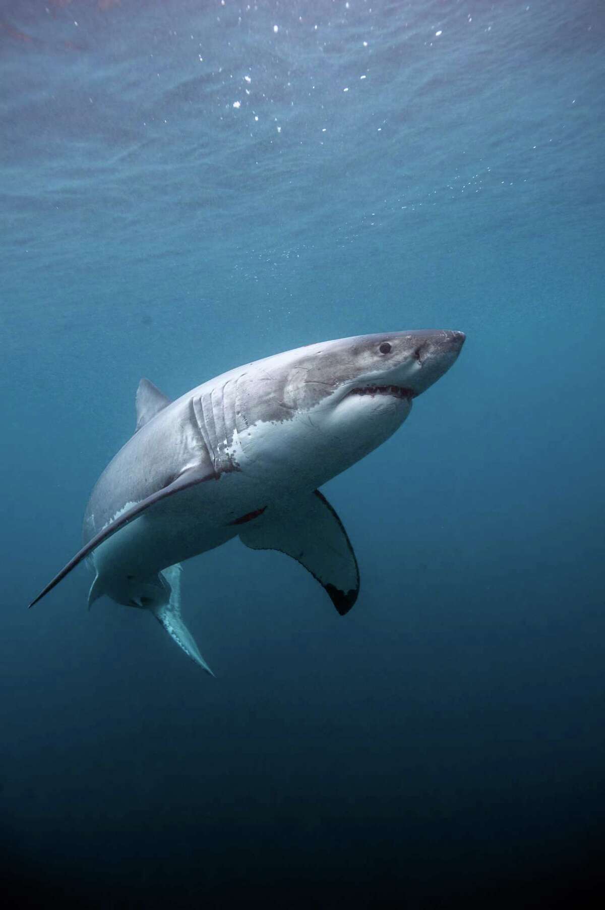 At Norwalk IMAX dispelling the horror movie myth of 'Jaws'