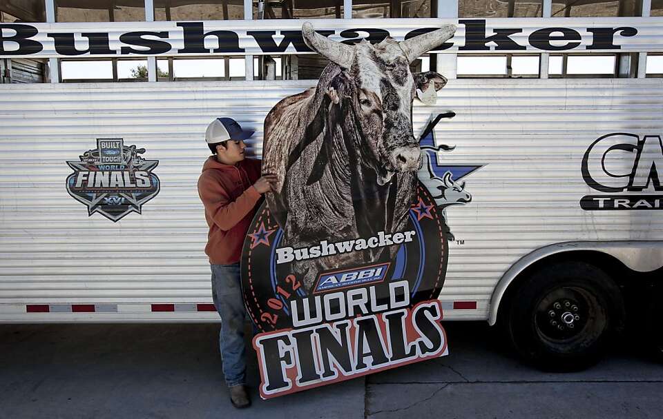 Bucking bull Bushwacker at the top of his field
