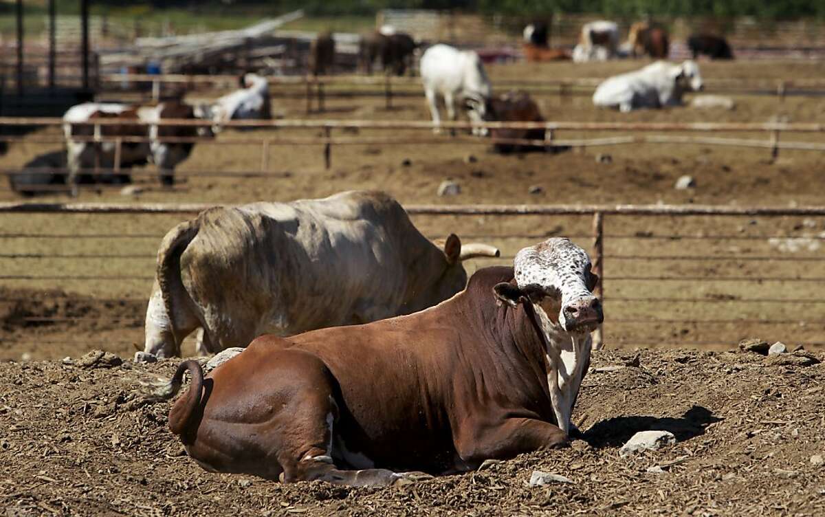 Bucking bull Bushwacker at the top of his field