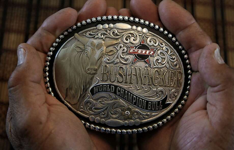 Bucking bull Bushwacker at the top of his field - SFGate