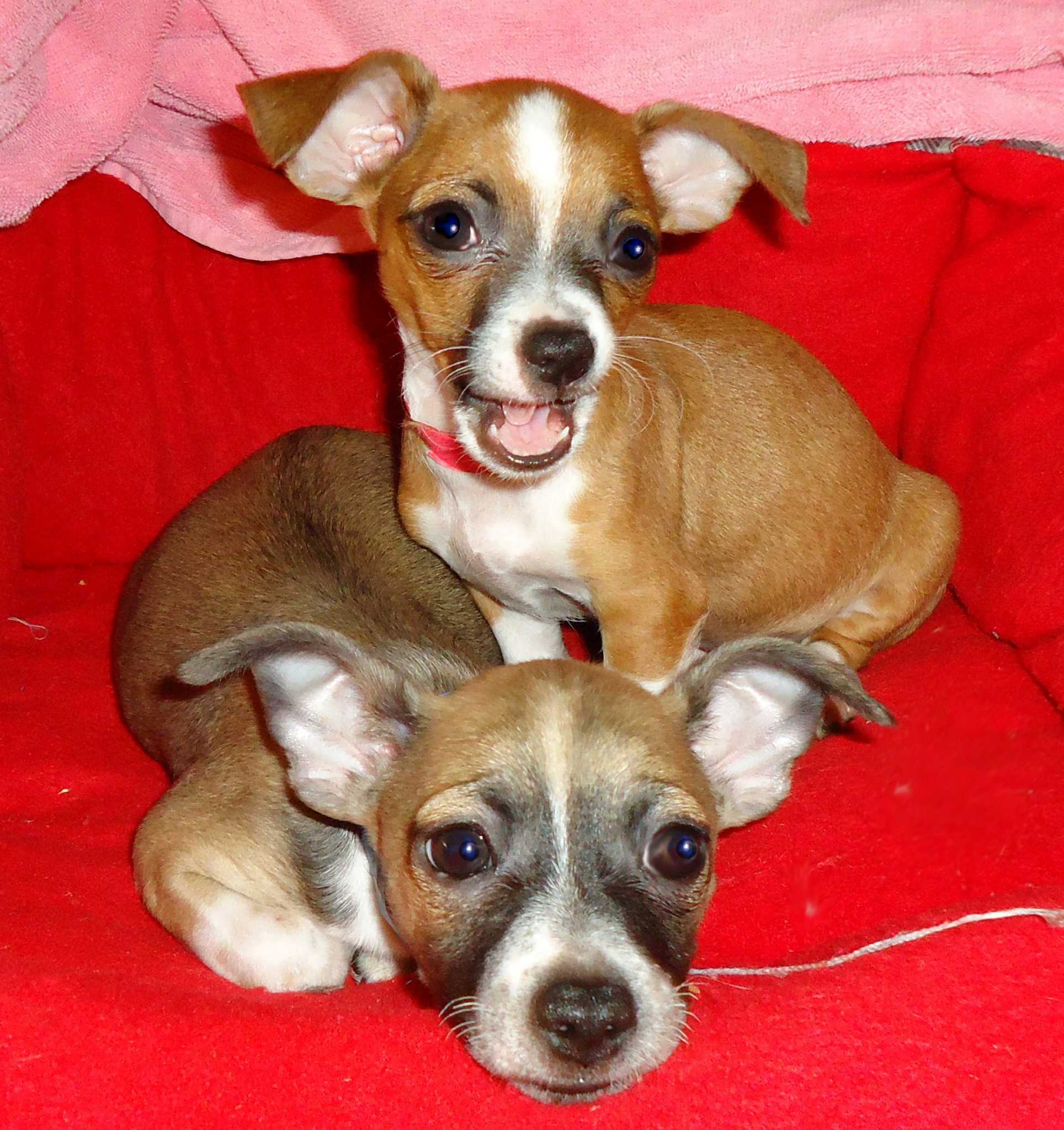 Pethouse Pet of the Week: Oct. 13