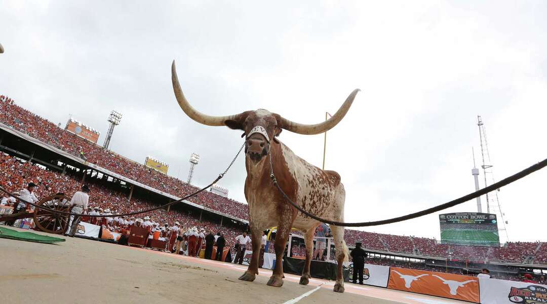 Bevo XV makes his debut 100 years after the first Bevo went to a UT ...