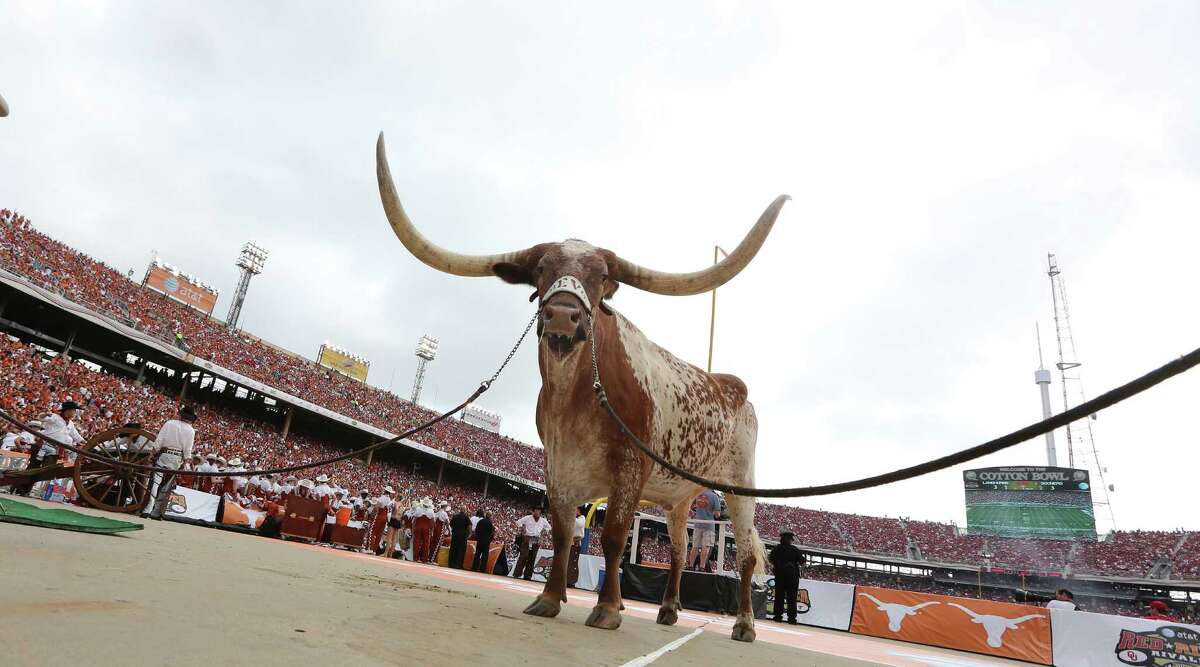 Longhorn sets Guinness World Record for longest horns ... and he isn't ...