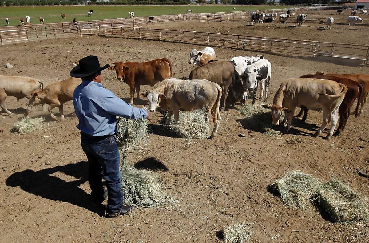 Bucking bull Bushwacker at the top of his field