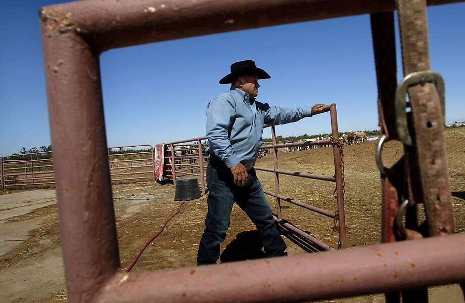 Bucking bull Bushwacker at the top of his field - SFGate