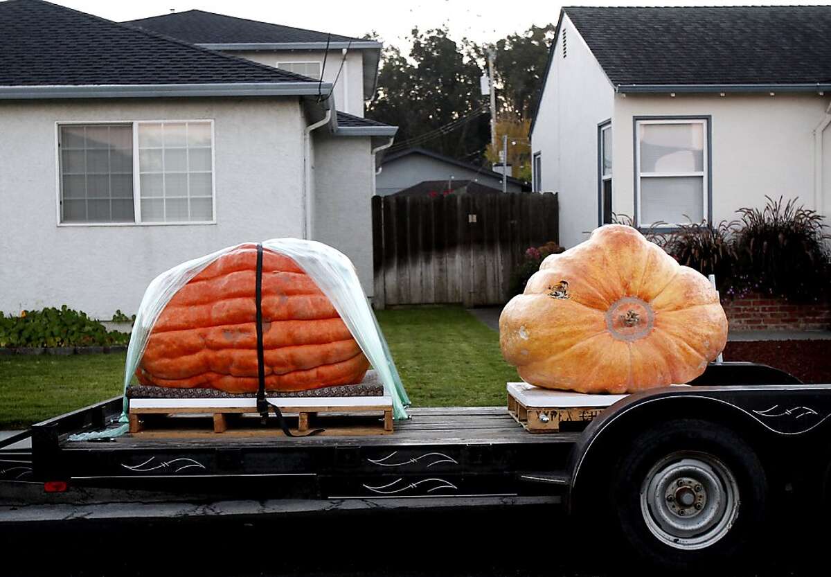The 2013 Half Moon Bay giant pumpkin weigh-off