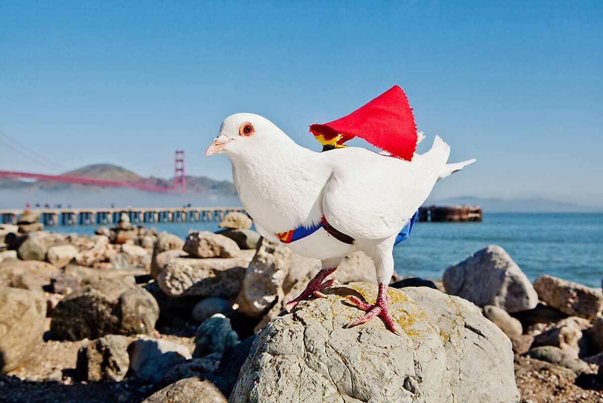 First comes the pigeon, then the dream home