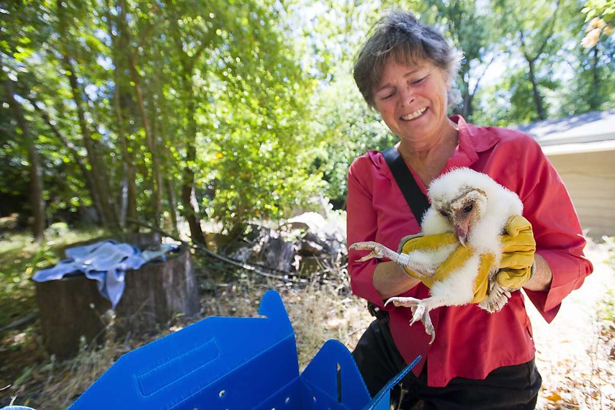 Hungry Owl Project: Pest control on the wing