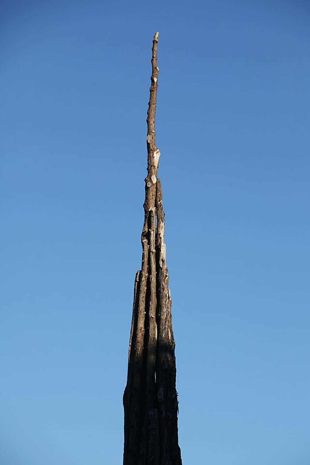Sculptor Andy Goldsworthy enlists felled tree