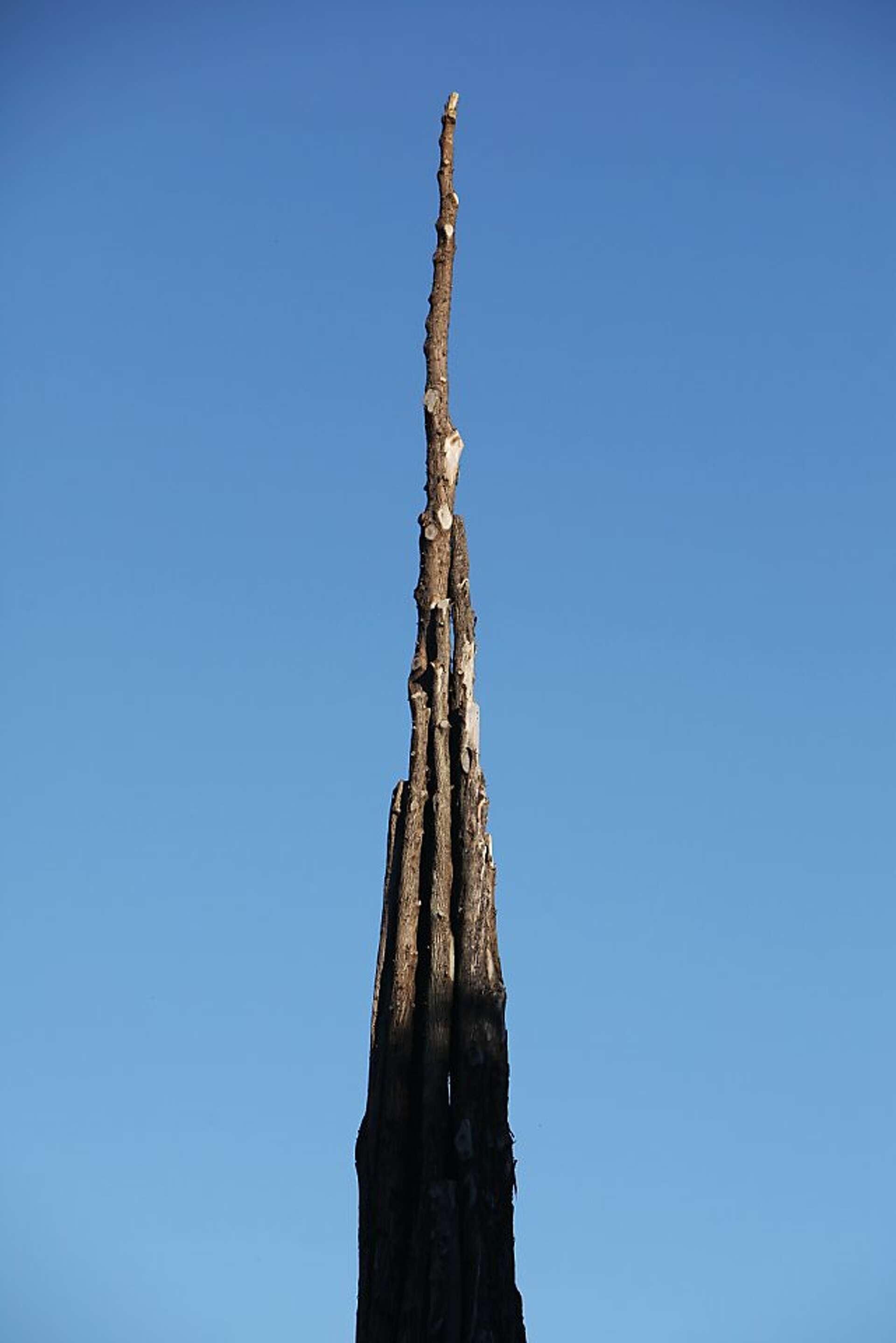 Sculptor Andy Goldsworthy enlists felled tree