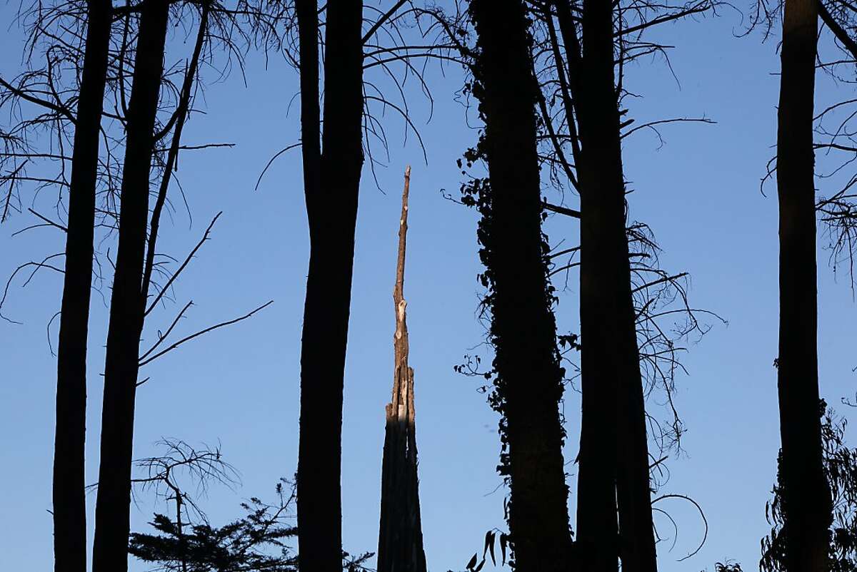 Sculptor Andy Goldsworthy enlists felled tree