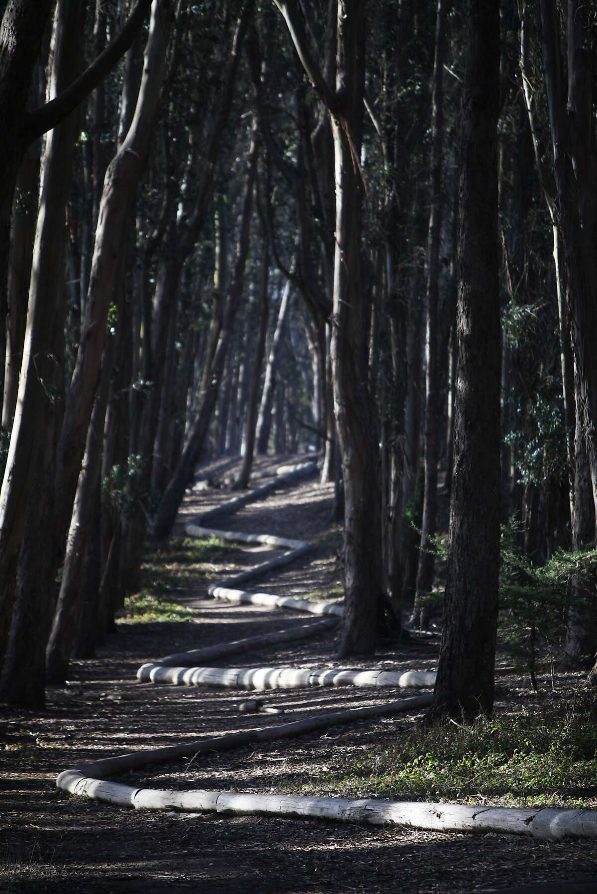 Sculptor Andy Goldsworthy enlists felled tree
