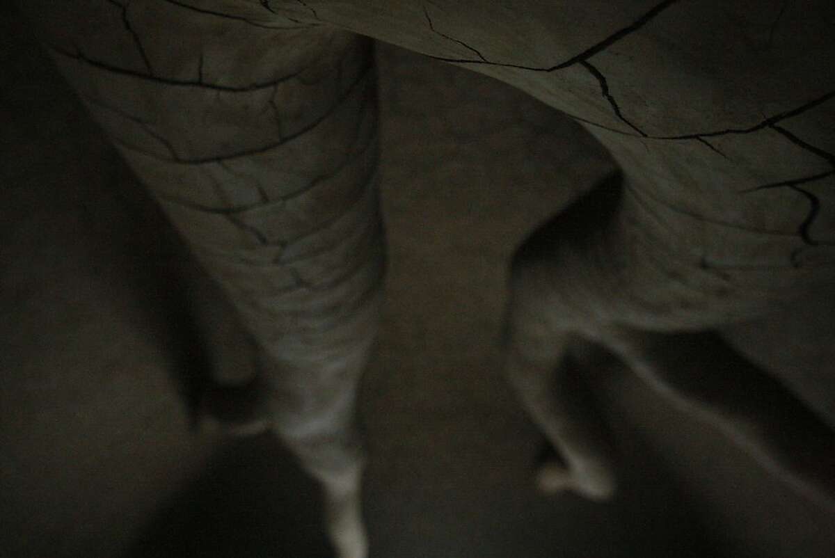 Sculptor Andy Goldsworthy enlists felled tree