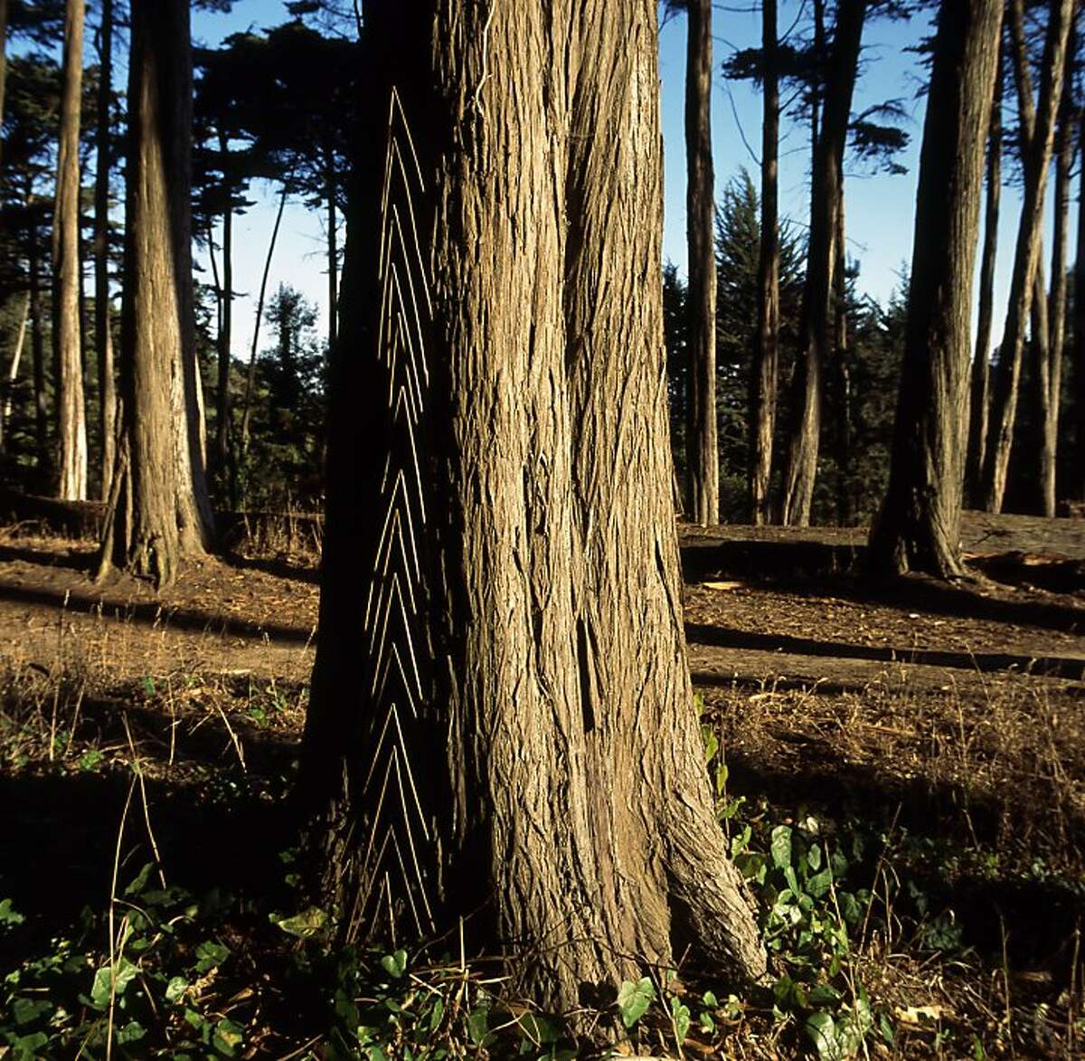 Sculptor Andy Goldsworthy enlists felled tree