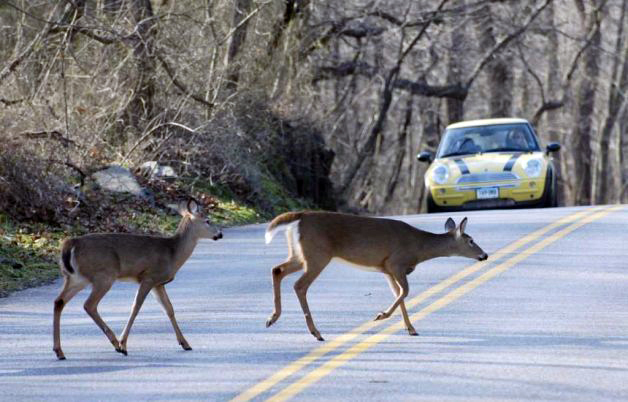 Your chances of hitting a deer in Connecticut